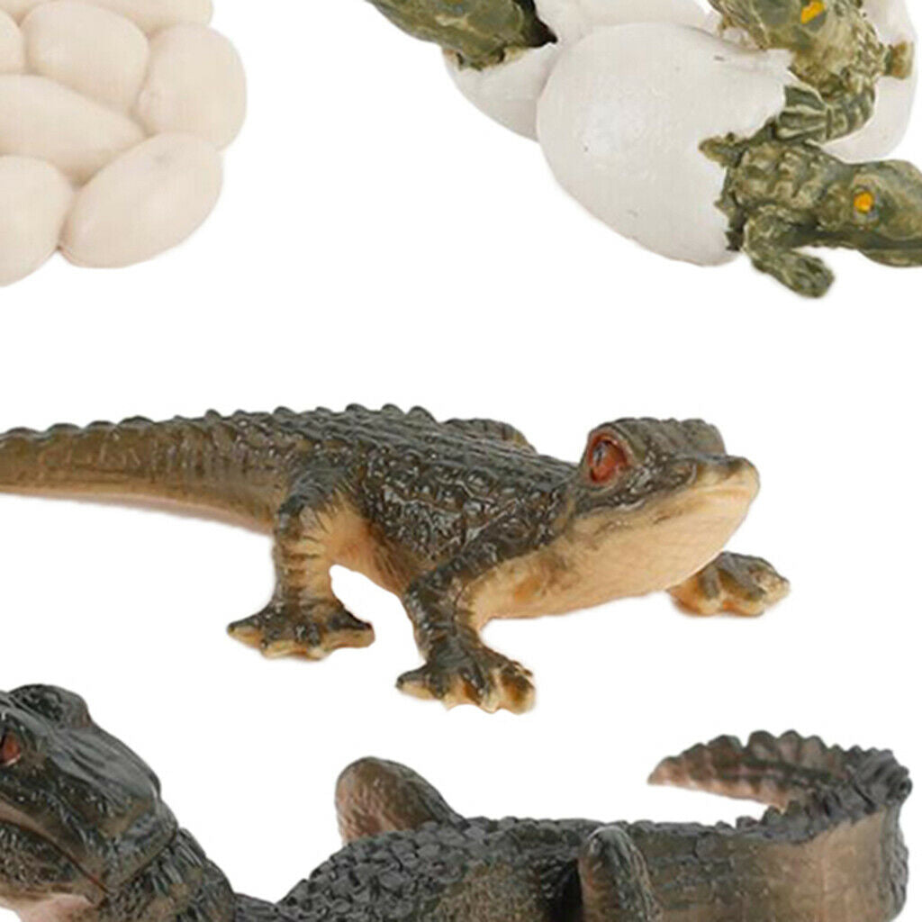 2X Nature Life Cycle Alligator Playset Pre-school Biology Toys Themed